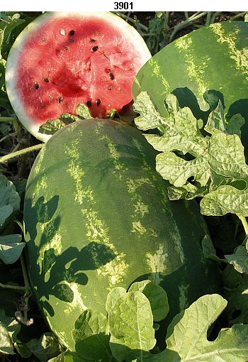 Agreen seeds watermelon hybrids, diploids and seedless triploids